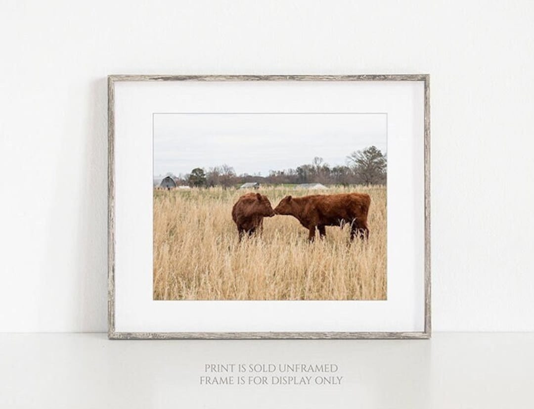 Nuzzles • Brown Cow Photography, Red Angus Cattle Picture, Cows ...