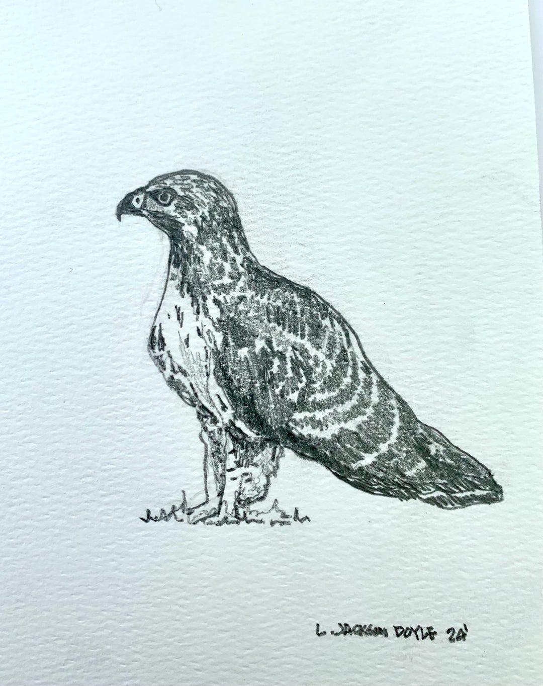 BALD EAGLE JUVENILE , One of a Kind Pencil Drawing Original. - Etsy