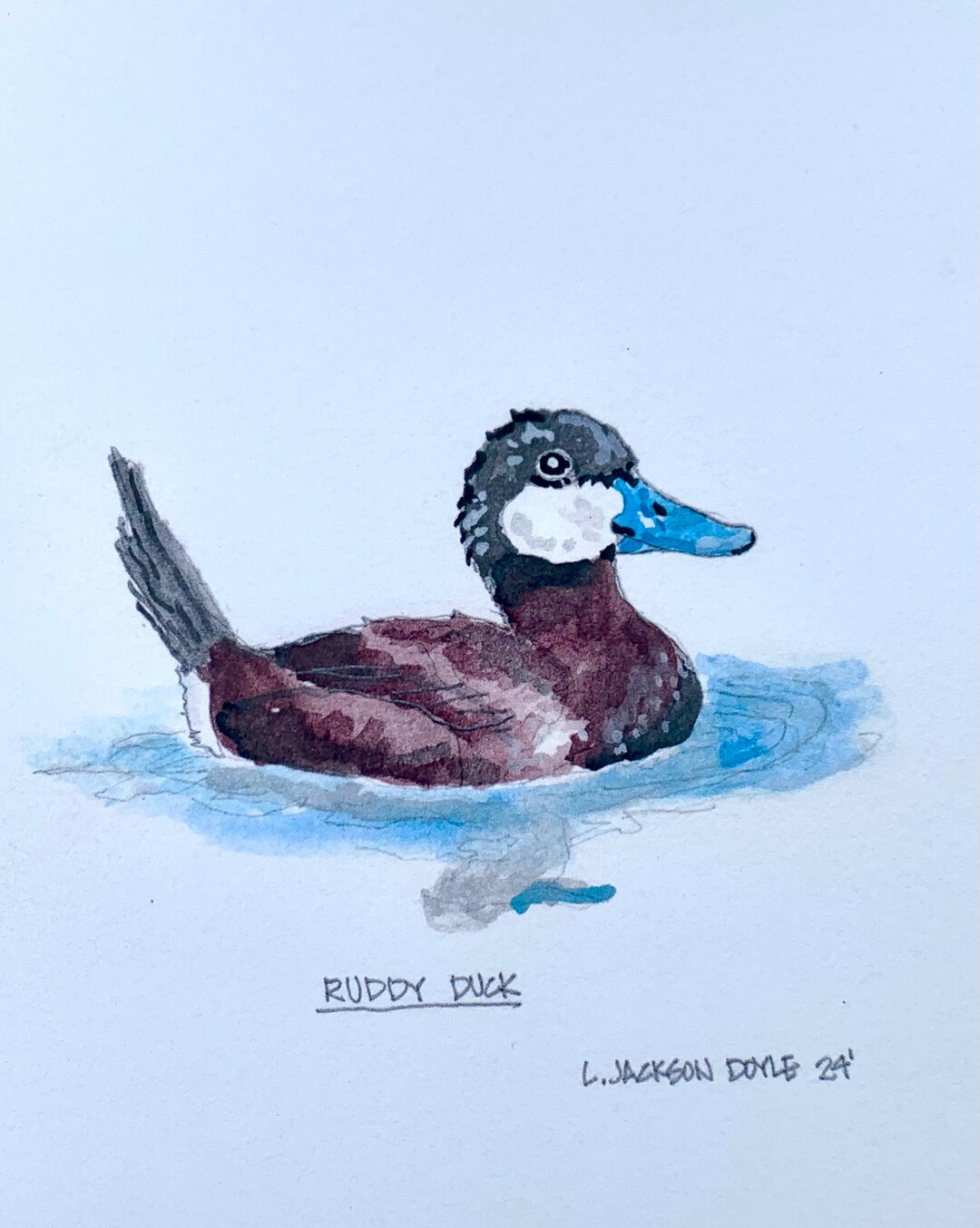 Ruddy Duck Male Watercolor Limited Print - Etsy