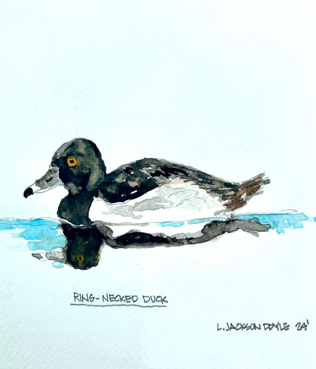 Ringed Neck Duck, Male Watercolor Limited Print - Etsy