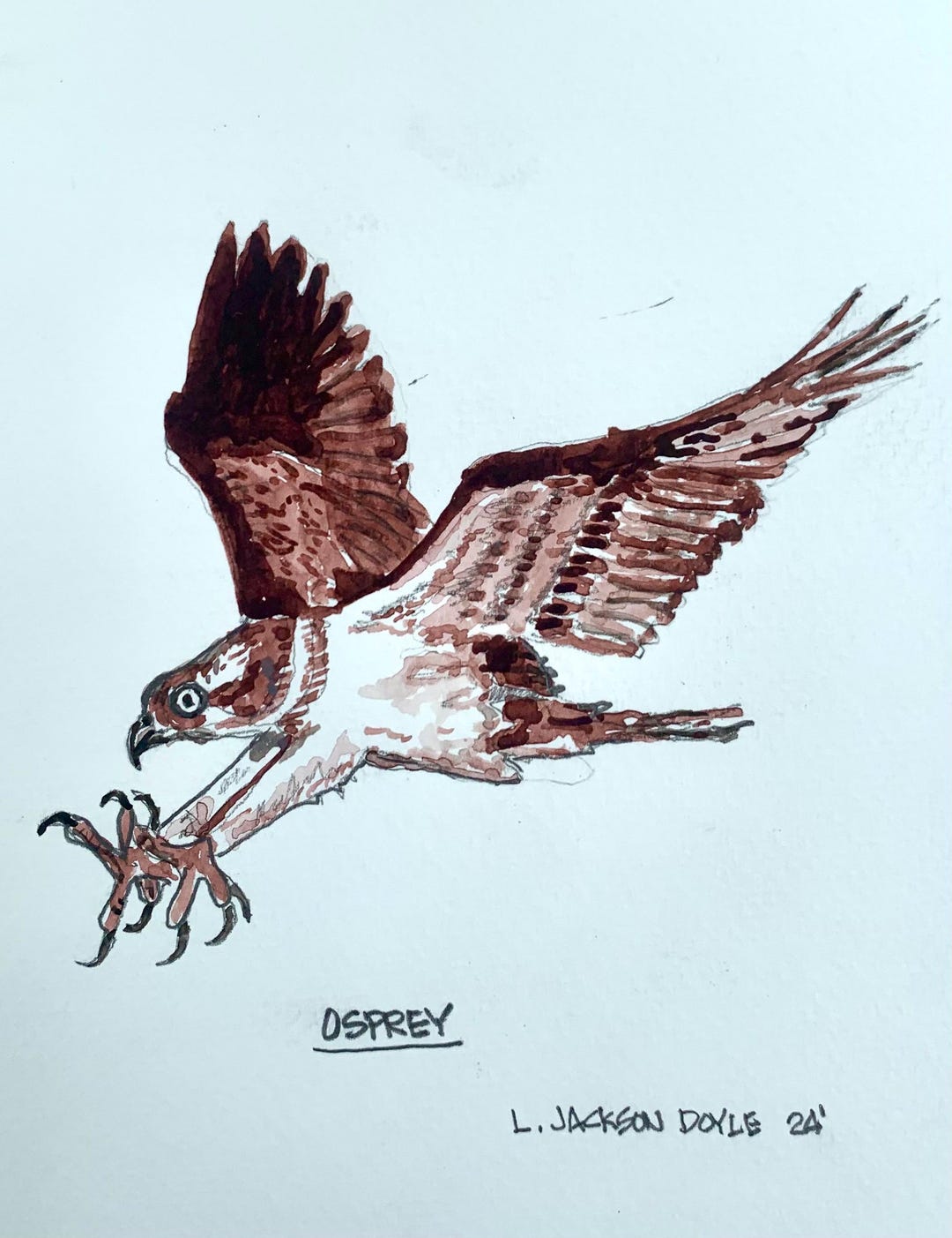 Osprey Diving Original Watercolor by Artist L. Jackson Doyle - Etsy