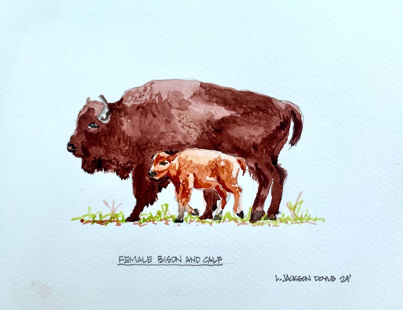 AMERICAN BISON and CALF, One of a Kind Watercolor Original. - Etsy