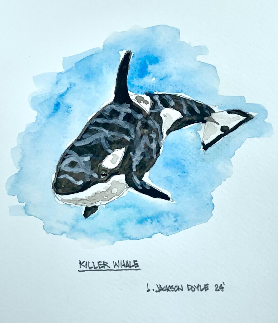 Killer Whale Original Watercolor by Artist L. Jackson Doyle - Etsy