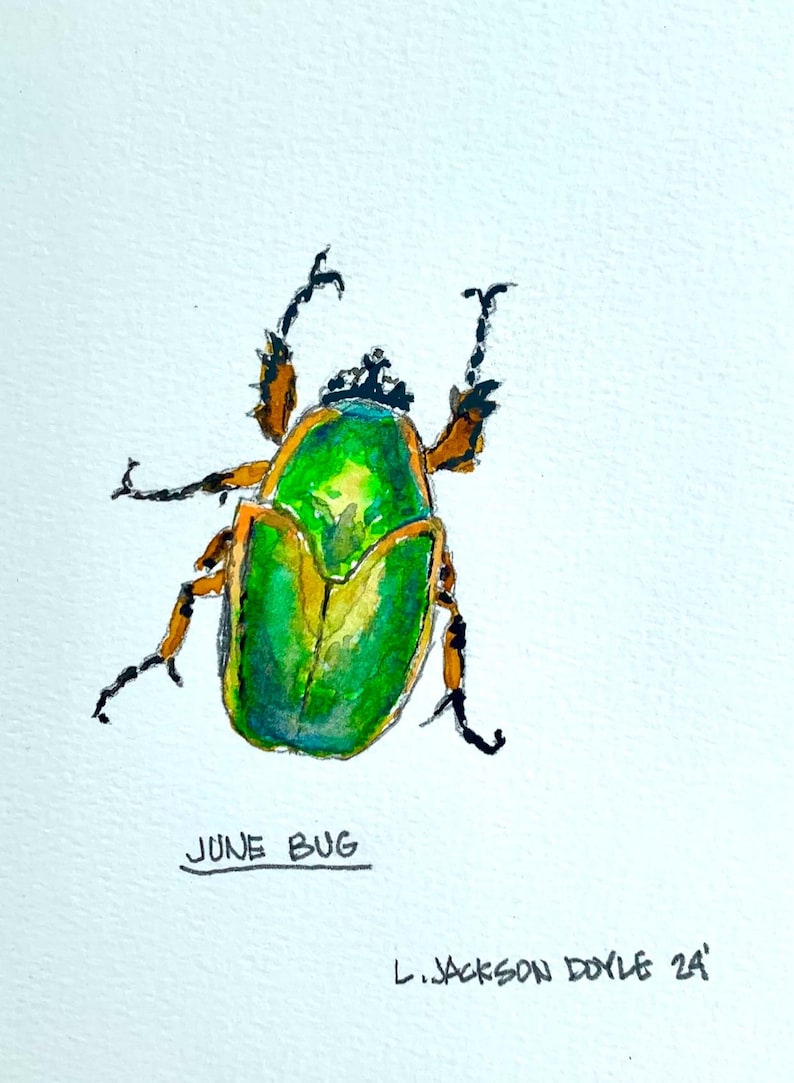 June Bug, Original Watercolor. - Etsy