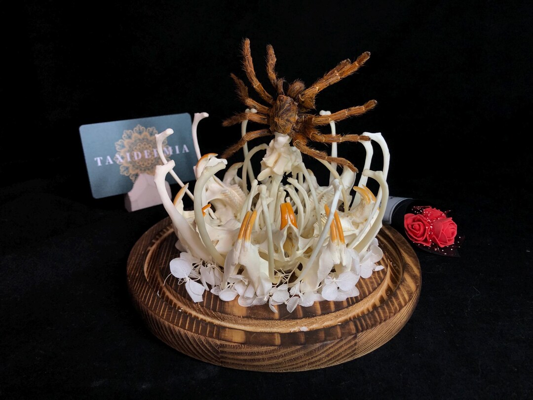 Gothic Bone & Tarantula Art | Real Bone Floral Sculpture With Mounted ...