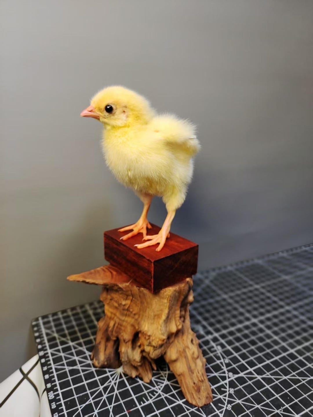 Realistic Taxidermy Chick – Handcrafted Mounted Display - Etsy