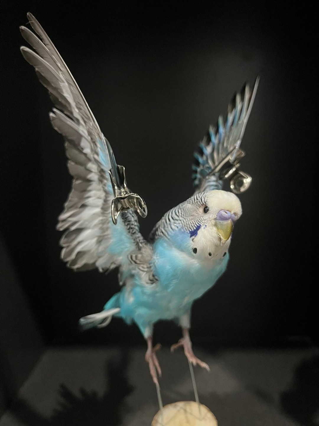 Taxidermy Budgie - Real Preserved Blue Parakeet With Metal Accents ...
