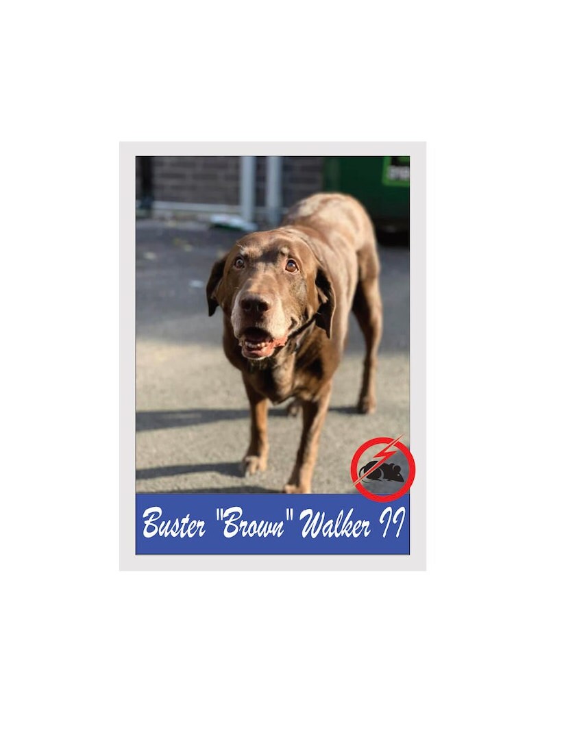 Dog Baseball Cards - Etsy