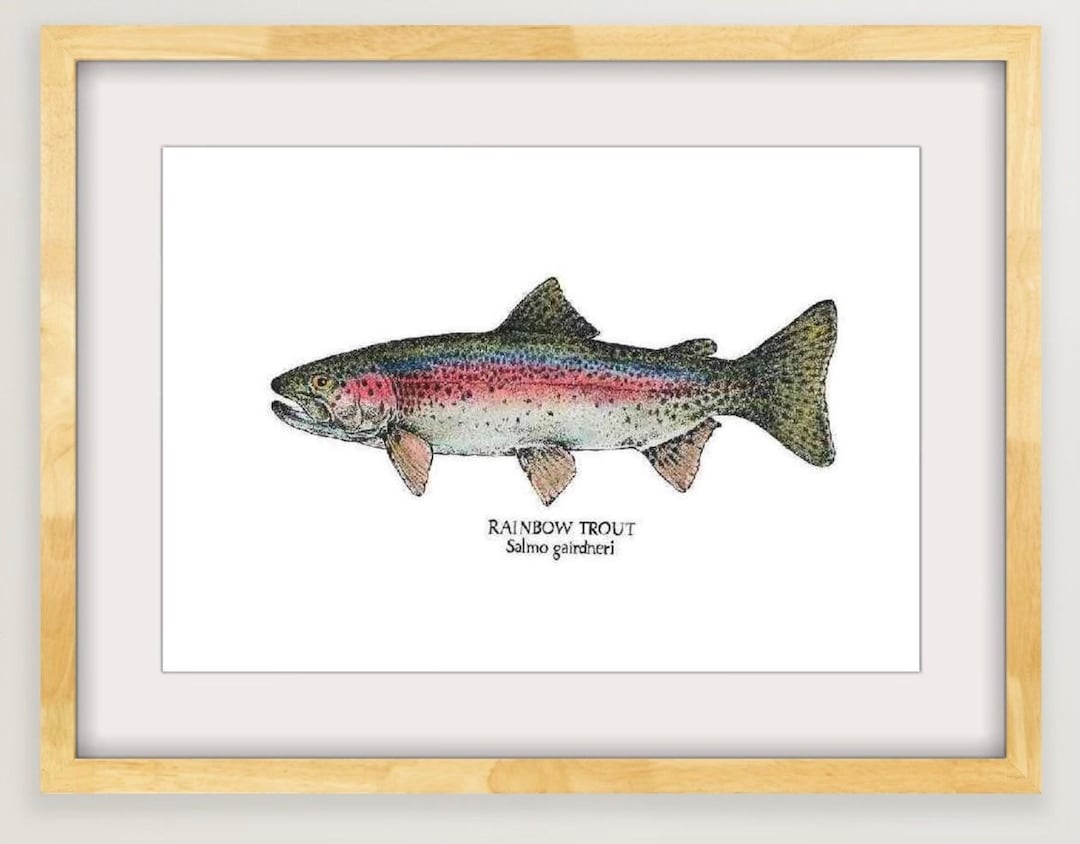 Rainbow Trout Fish Print - Etsy