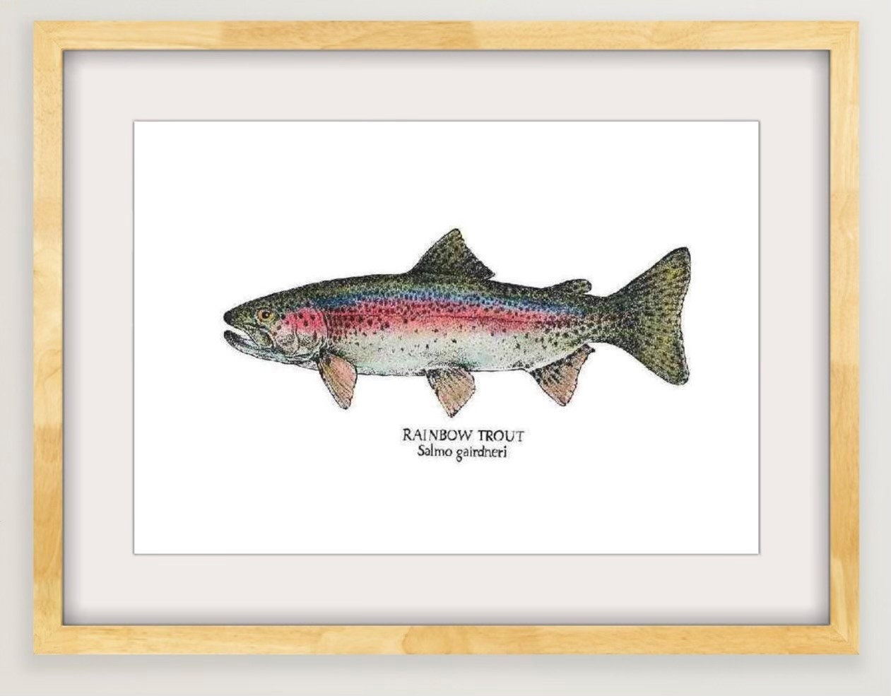 Rainbow Trout Fish Print - Etsy