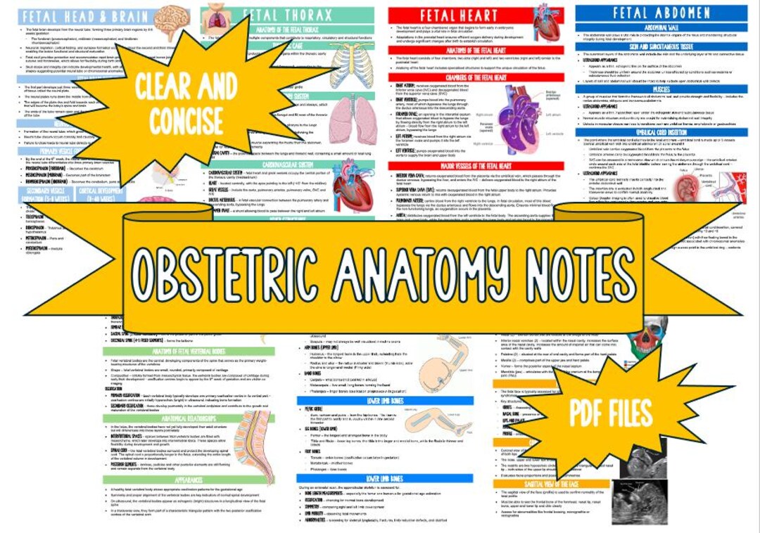 Obstetric Ultrasound FETAL ANATOMY Notes, Sonography Student Study ...