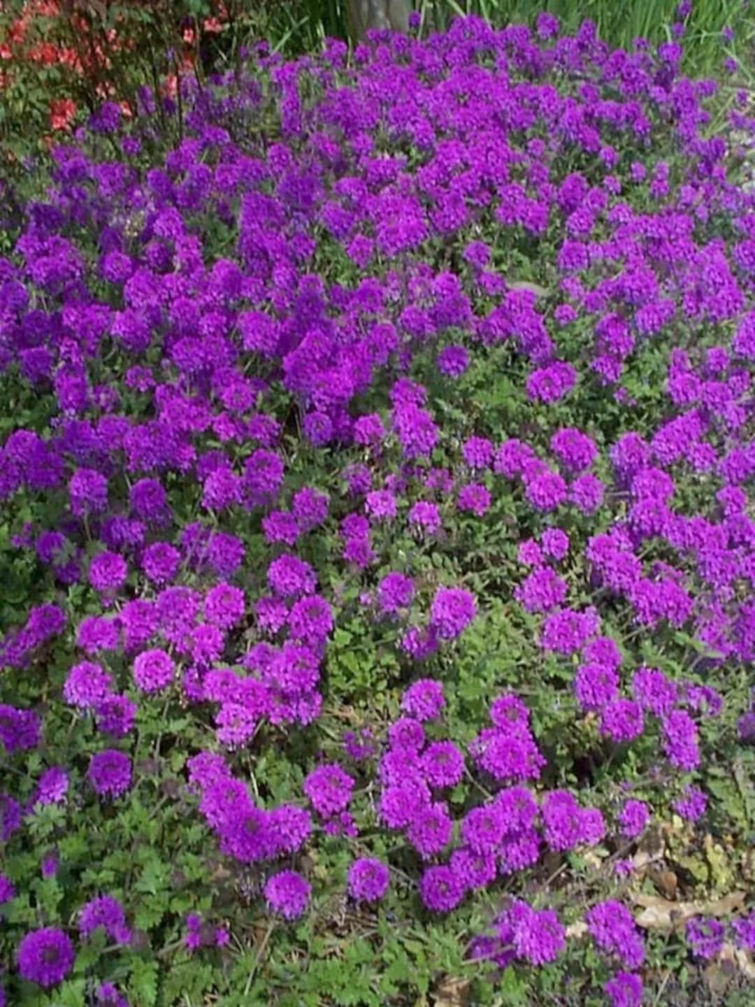 Purple Moss Verbena Flower Seeds - Etsy