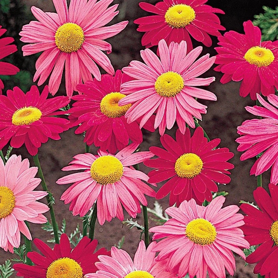 Robinsons Painted Daisy Flower Seeds - Etsy