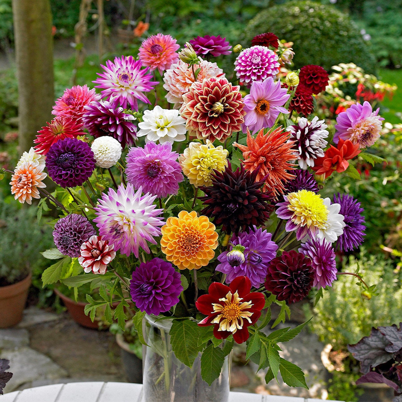 Dahlia Flower Seeds - Etsy