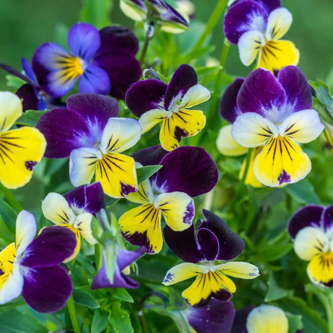 Johnny Jump up Viola Flower Seeds - Etsy