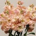 Mixed Color Column Stock Flower Seeds - Etsy