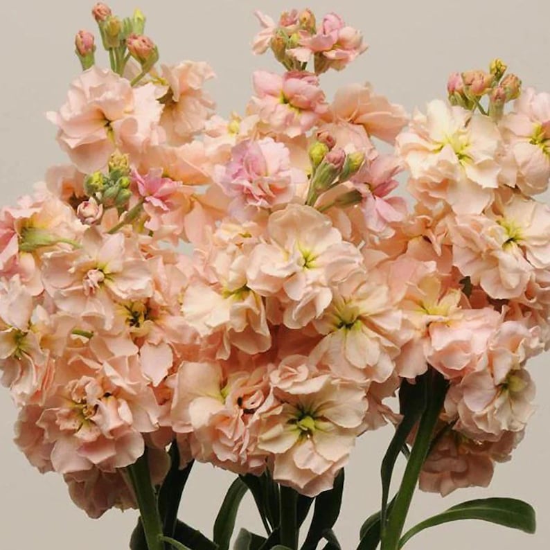 Mixed Color Column Stock Flower Seeds - Etsy