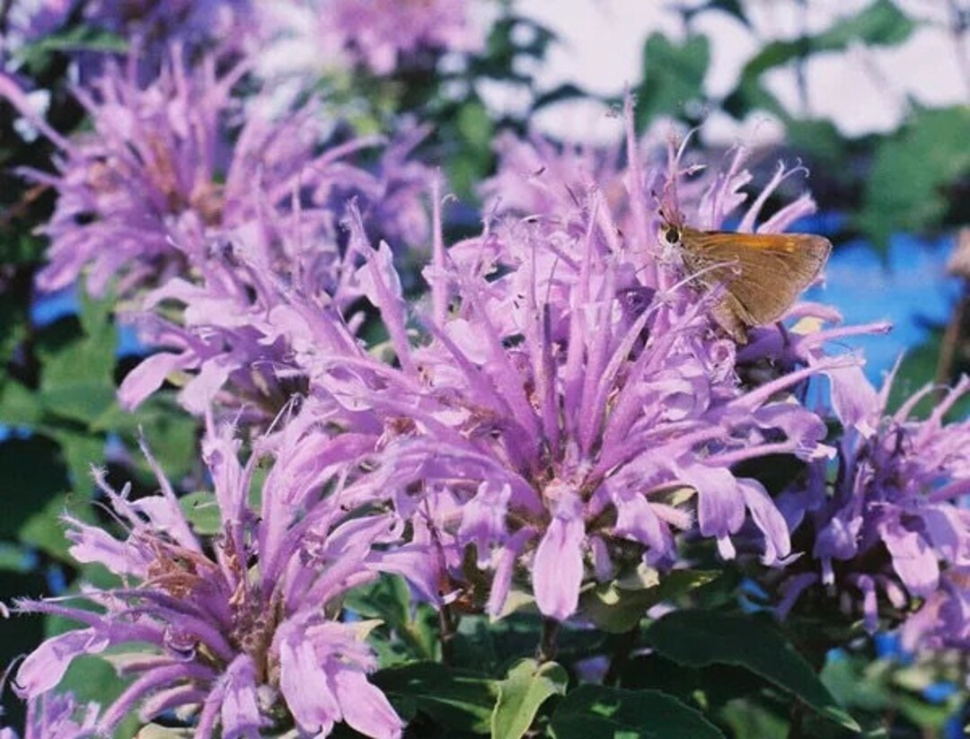 Lavender Bee Balm Flower Seeds - Etsy