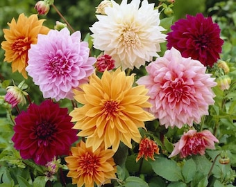 20 Dahlia Dandy Seeds. - Etsy