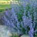 Blue Catmint Flower Seeds - Etsy