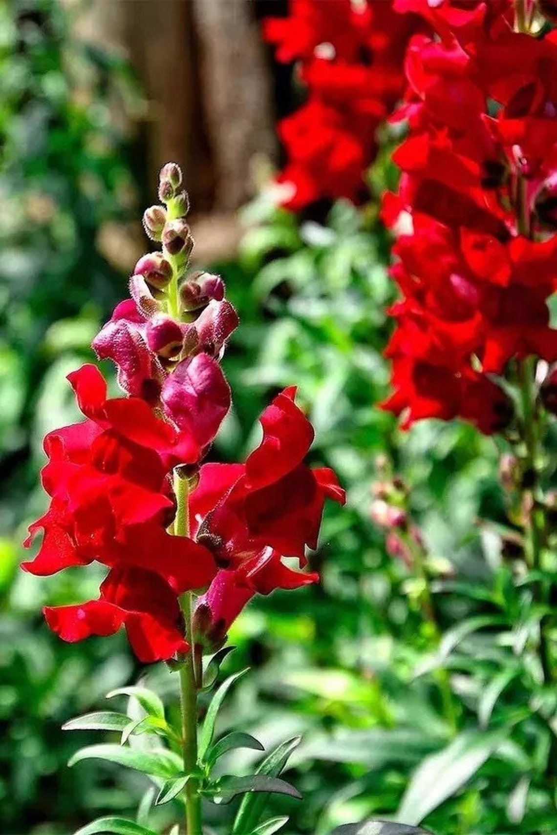 Hybrid Mix Snapdragon Flower Seeds - Etsy