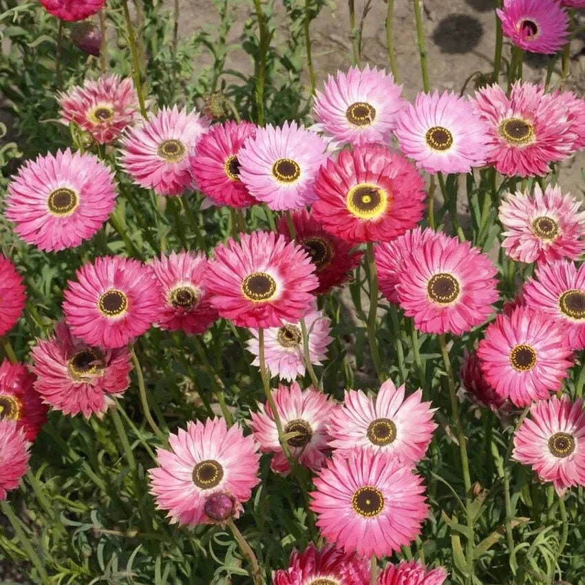 Paper Daisy Flower Seeds - Etsy