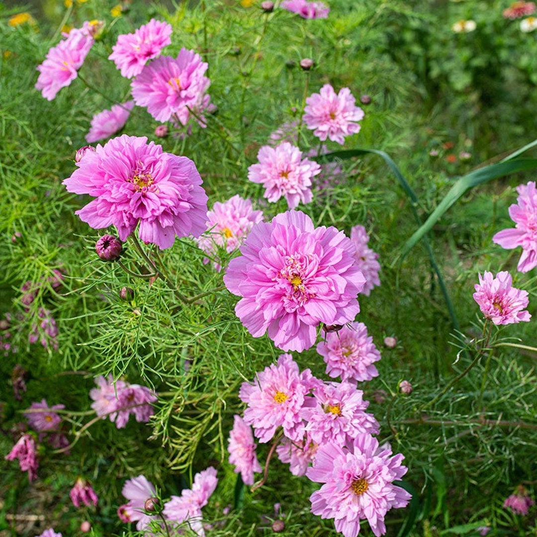 Double Dutch Rose Cosmos Flower Seeds - Etsy