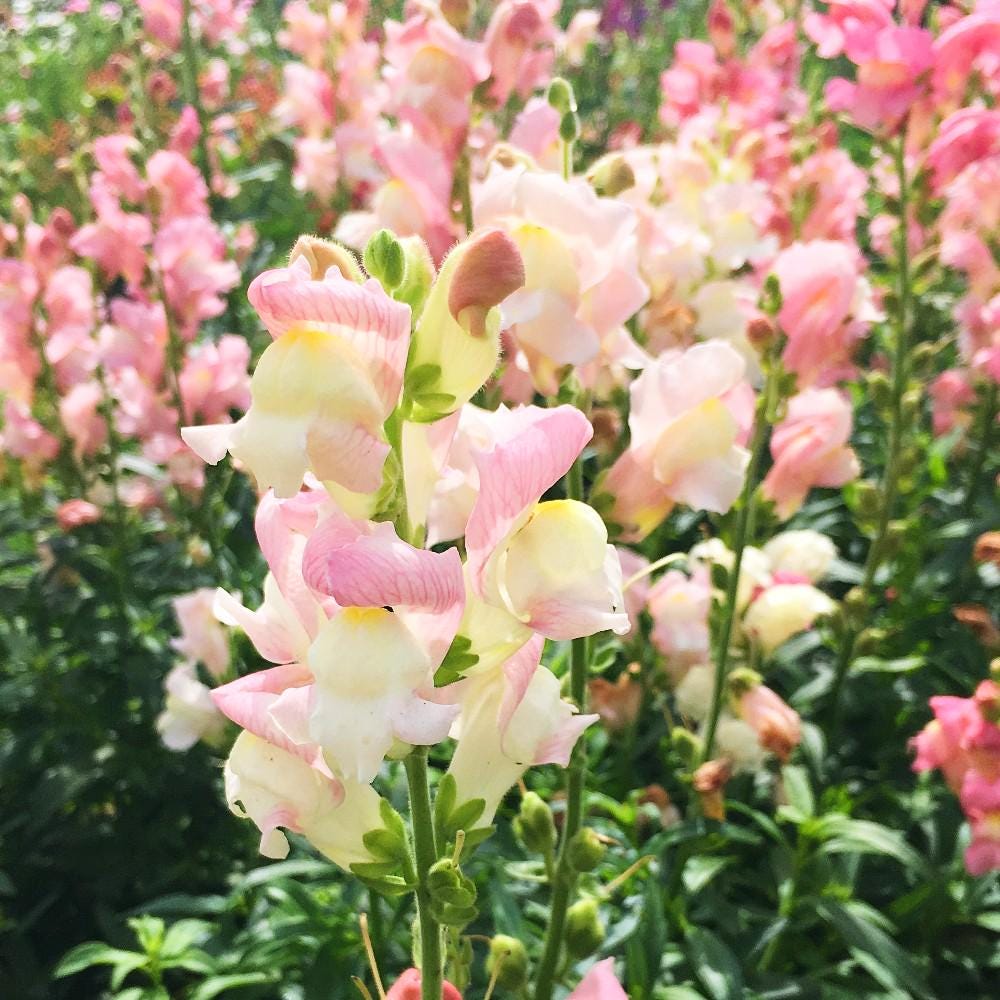 Appleblossom Snapdragon Flower Seeds - Etsy