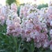 Mixed Color Column Stock Flower Seeds - Etsy