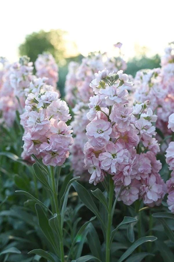 Mixed Color Column Stock Flower Seeds - Etsy