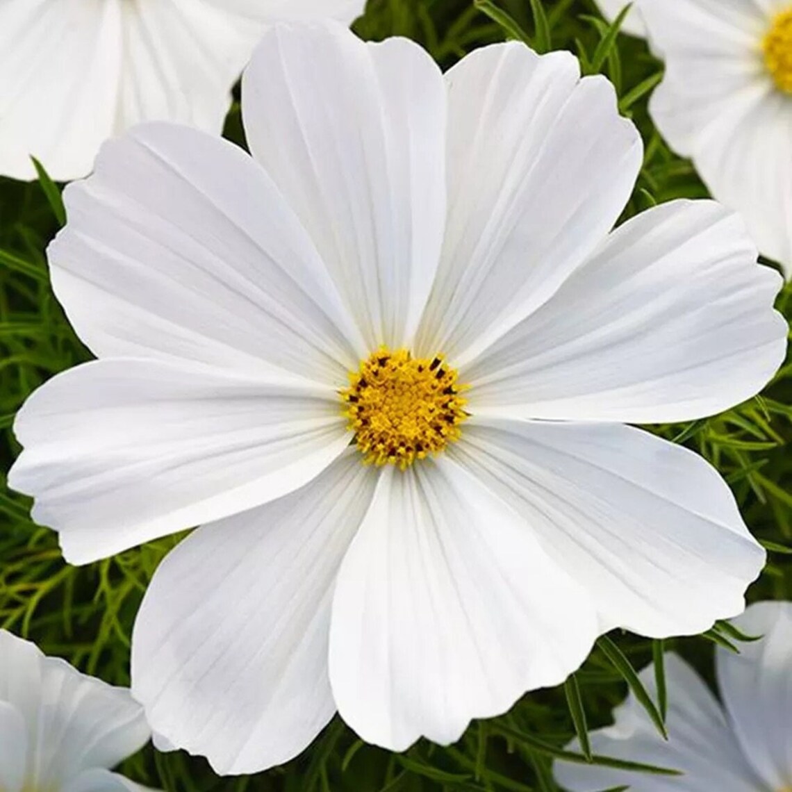 White Cosmos Flower Seeds - Etsy