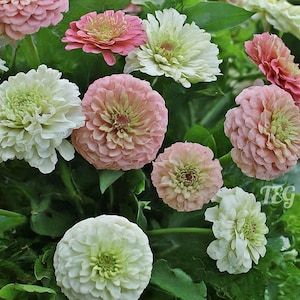 Blushing Bride Pastel Mix Zinnia Flower Seeds - Etsy