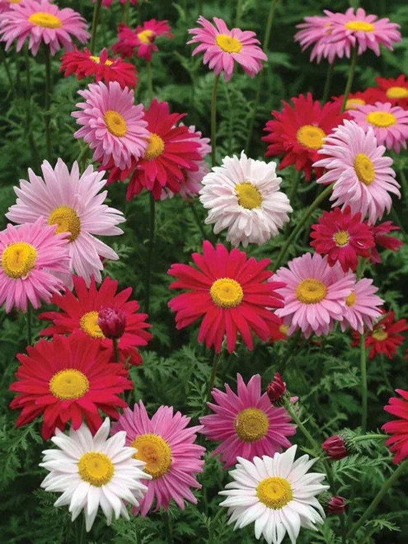 Robinsons Painted Daisy Flower Seeds - Etsy