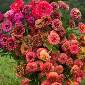 Mixed Zinnia Flower Seeds - Etsy