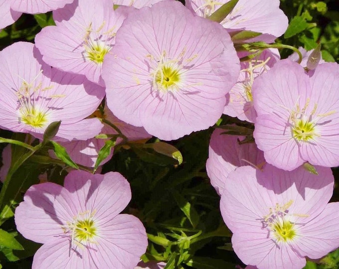 5 Primrose Primula Starter Perennial Plants. Super Healthy. Perfect ...