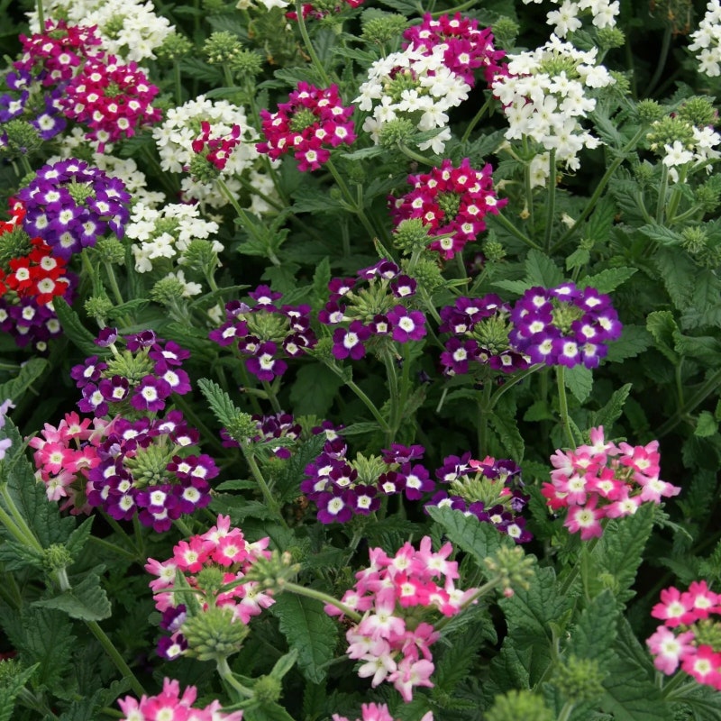 Verbena Seeds - Etsy
