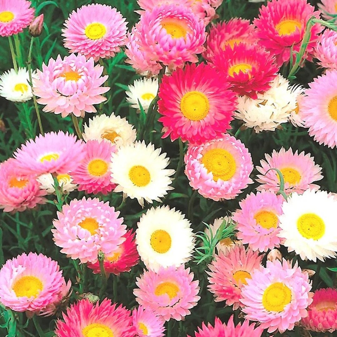 Paper Daisy Flower Seeds - Etsy