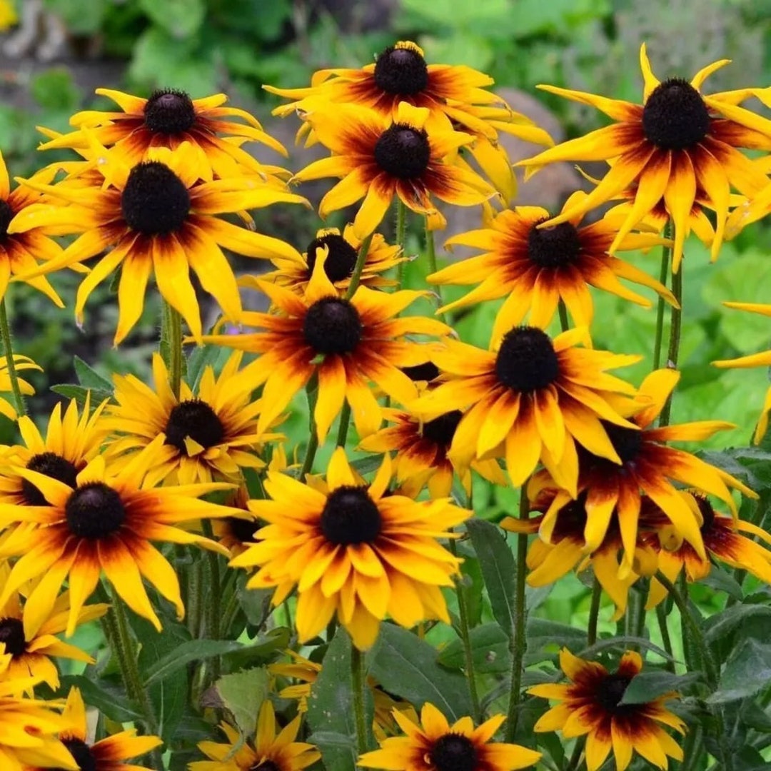 Gloriosa Rudbeckia Flower Seeds - Etsy