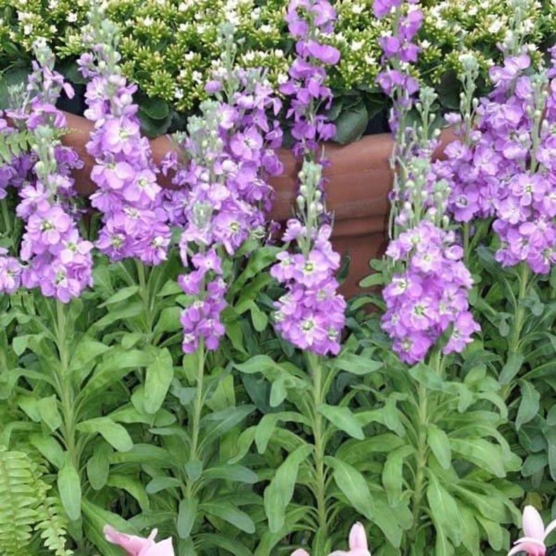 Mixed Color Column Stock Flower Seeds - Etsy