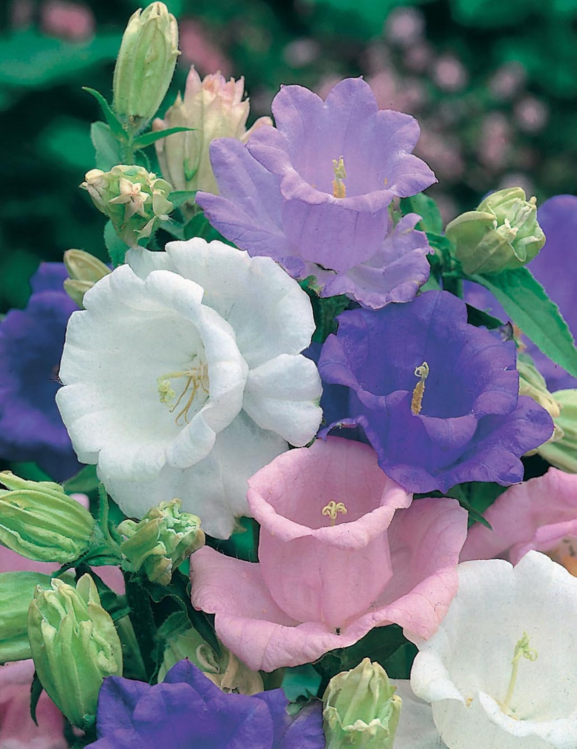 Cup and Saucer Bell Flower Seeds - Etsy