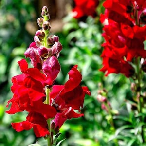 Defiance Red Snapdragon Flower Seeds - Etsy