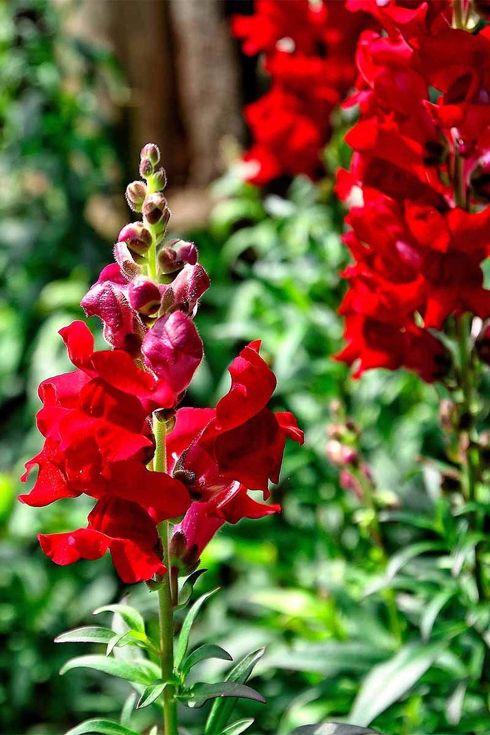 Defiance Red Snapdragon Flower Seeds - Etsy