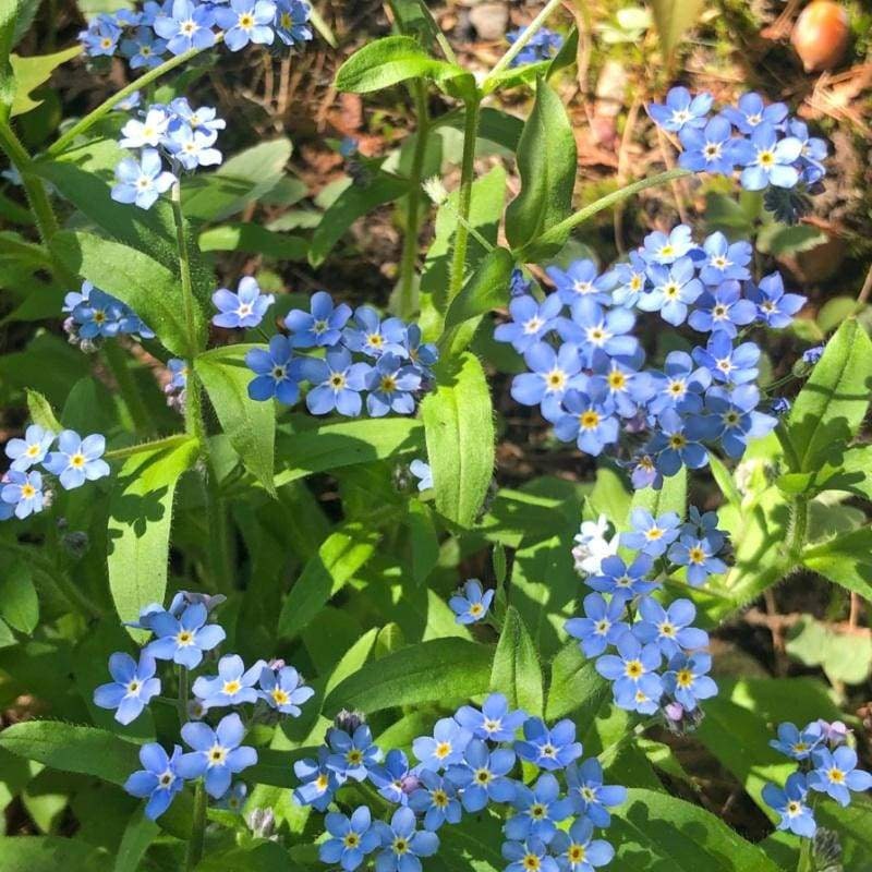 Blue Forget Me Not Flower Seeds - Etsy