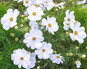 Cosmos Purity Seeds 100 Ct White Flower USA BUTTERFLIES - Etsy