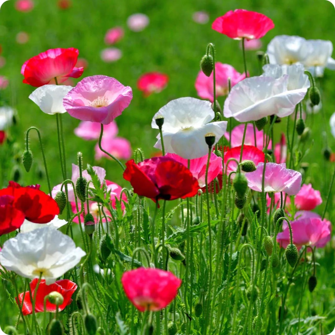 Shirley Mix Poppy Flower Seeds - Etsy