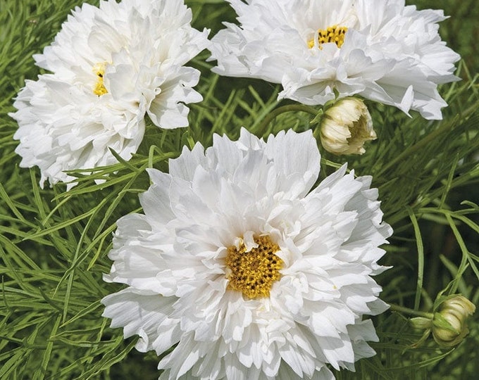 Double Dutch White Cosmos Flower Seeds - Etsy