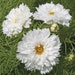 Double Dutch White Cosmos Flower Seeds - Etsy