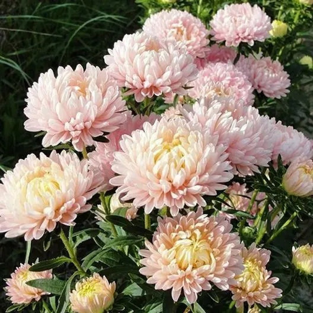 Duchess Apricot Peony Aster Flower Seeds - Etsy