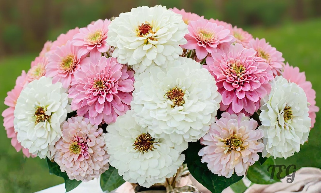 Blushing Bride Pastel Mix Zinnia Flower Seeds - Etsy