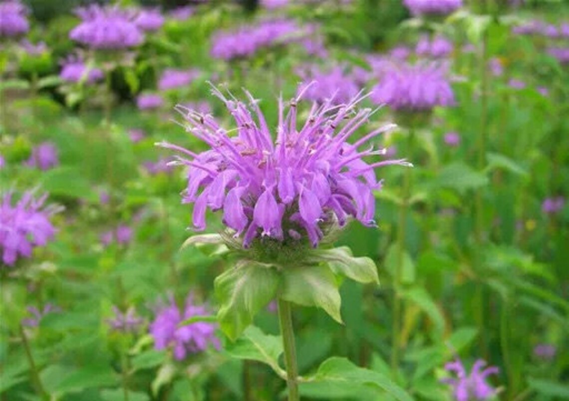 Lavender Bee Balm Flower Seeds - Etsy